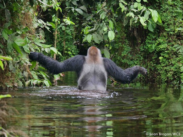 Congo River Safari Small Ship Cruise